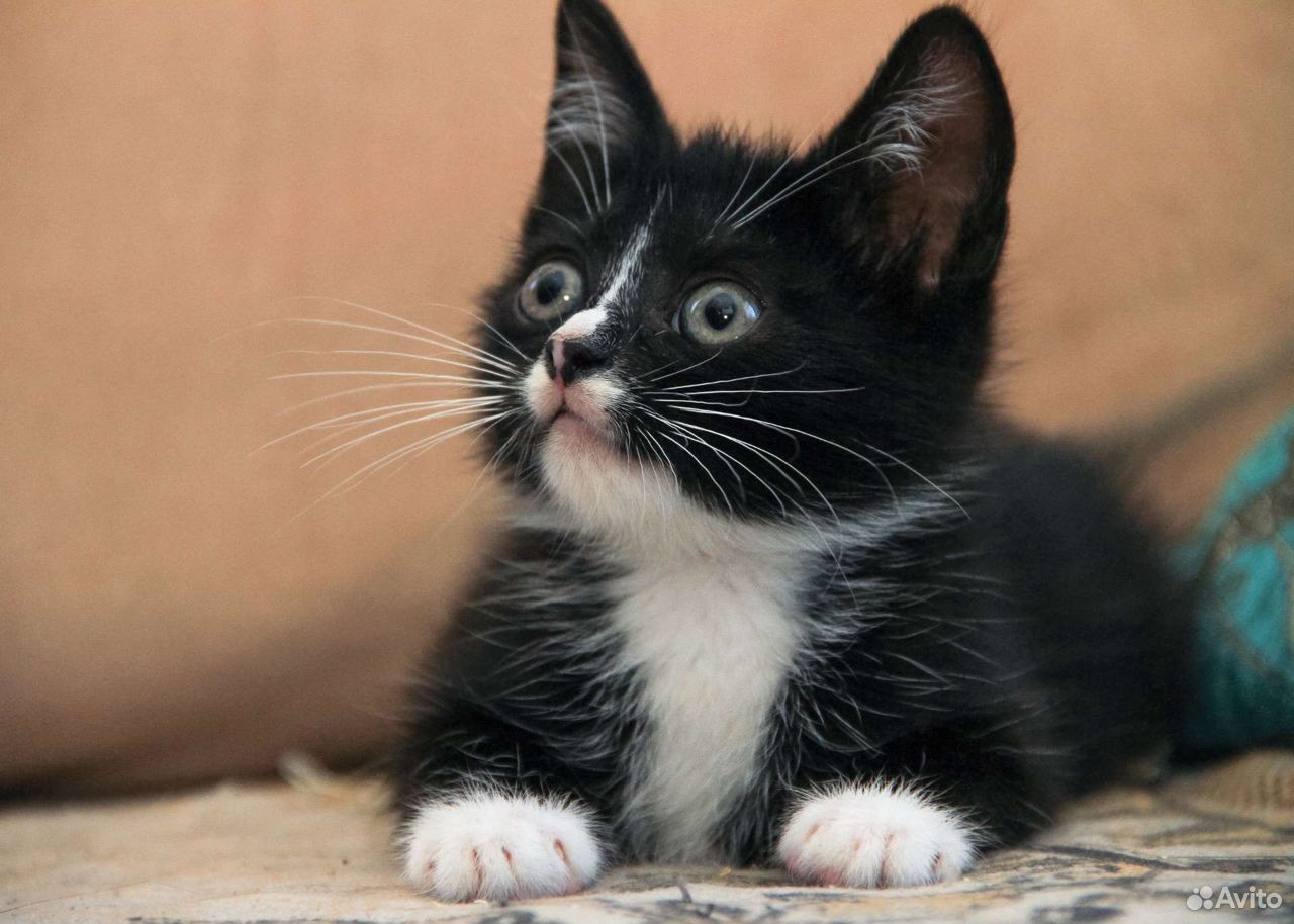 Кошка 1.5 мес