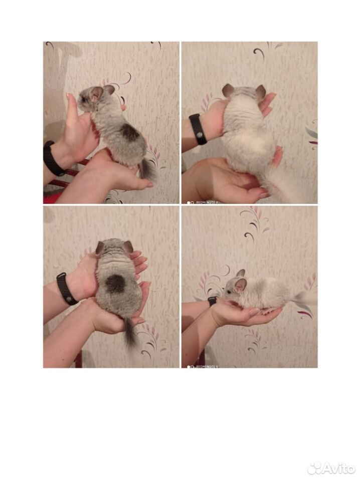 Шиншилла