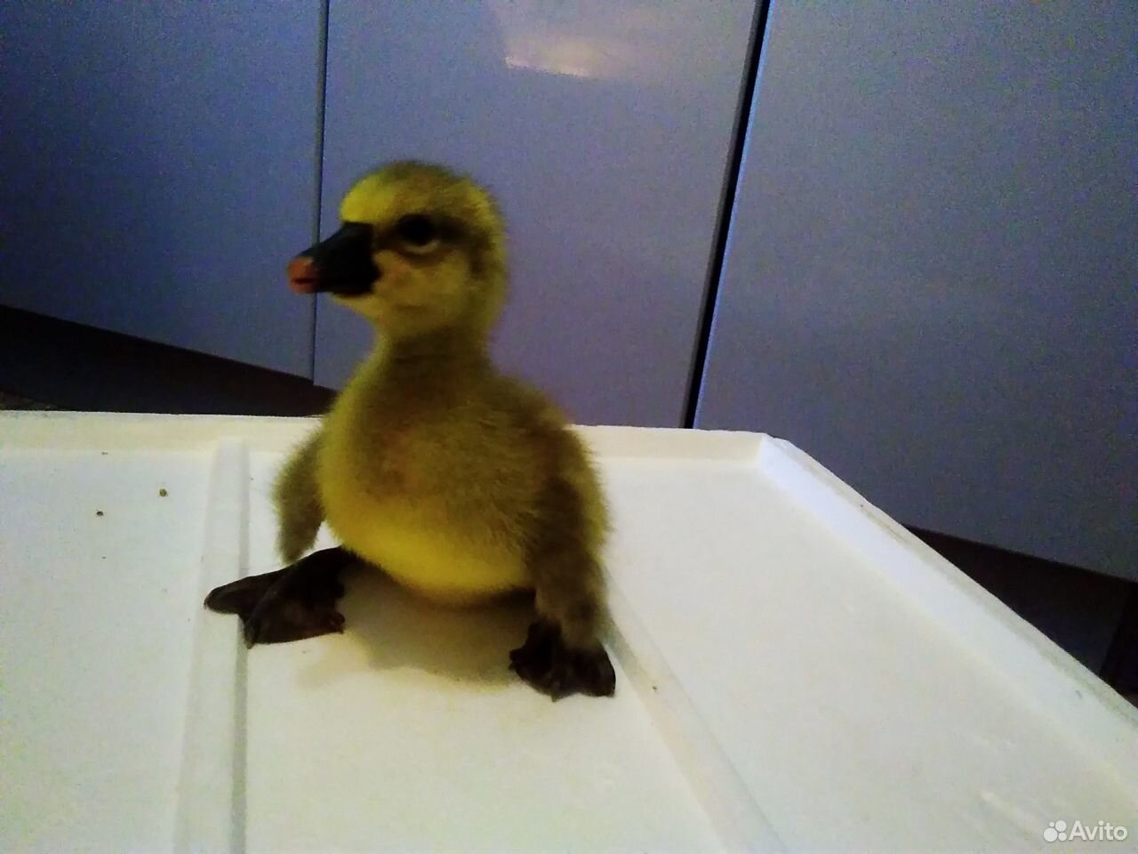Гусята 3 шт. Вывод 2.08.20