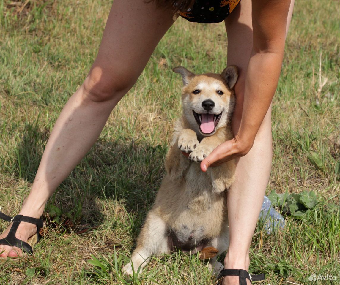 Солнечная щенуля Дынька, задорная обаяшка, в дар