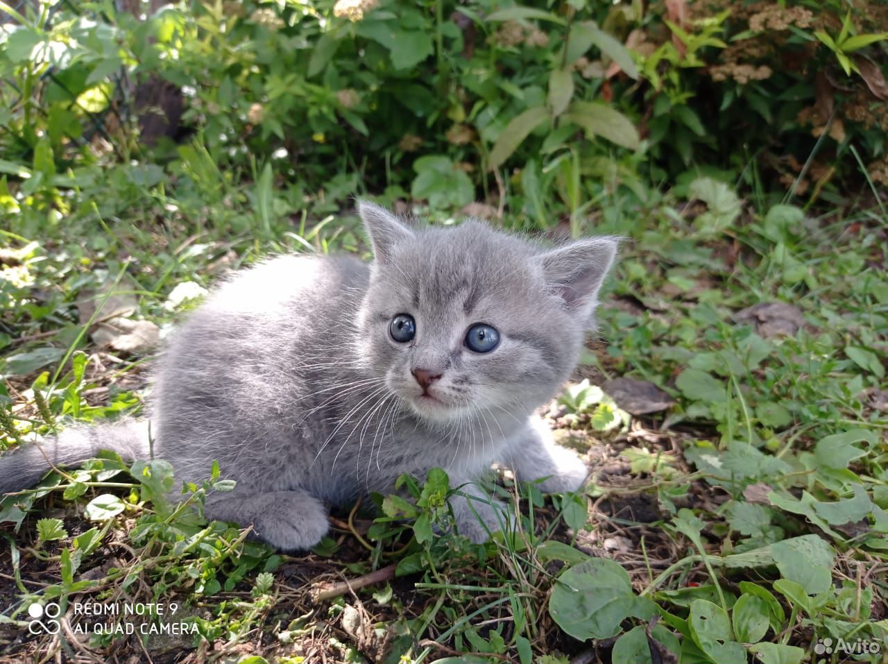 Котенок