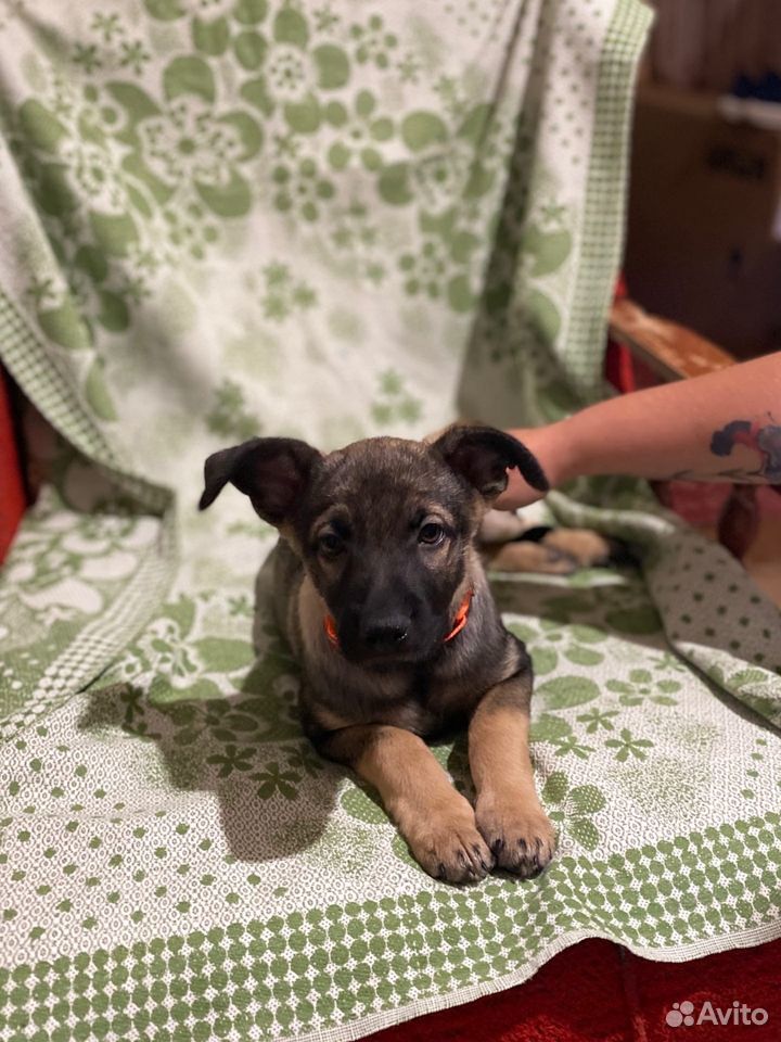 Охрана бесплатно