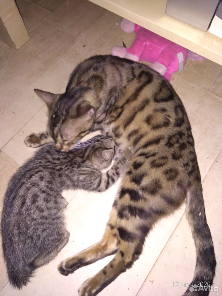 Котята