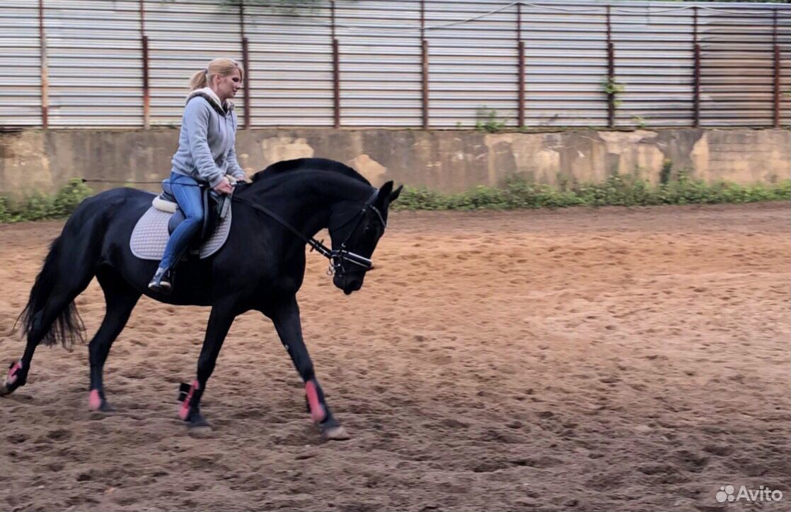 Лошадь в аренду