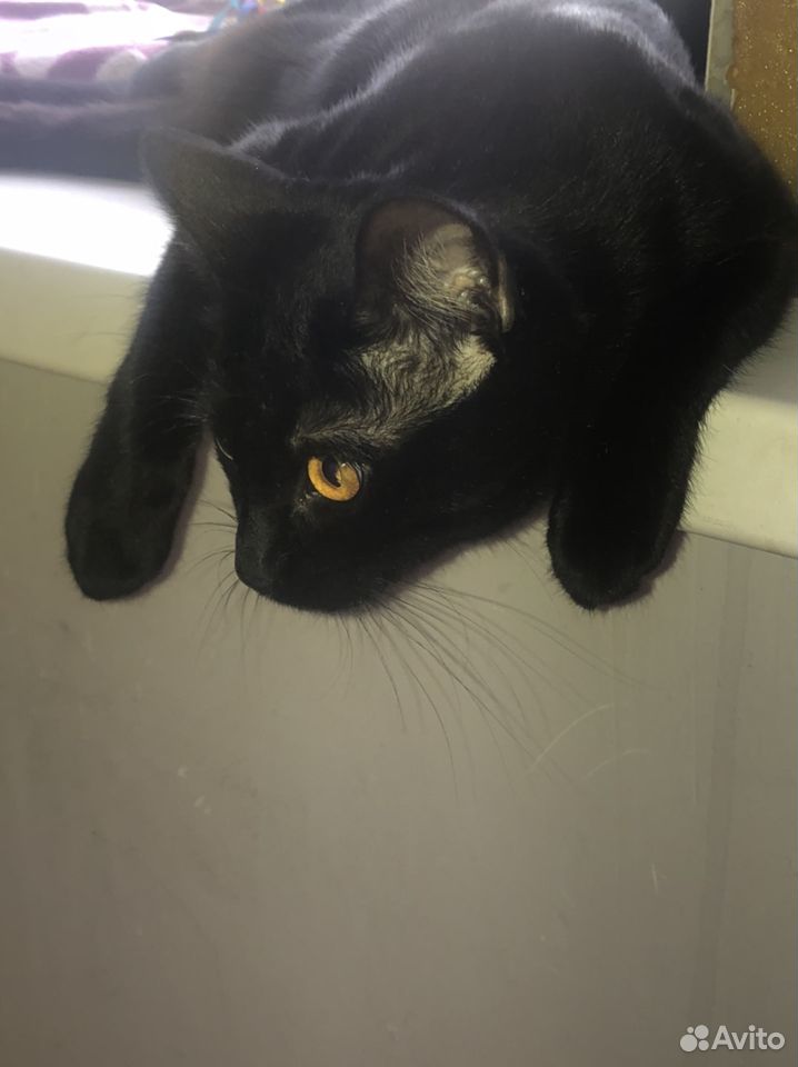 Кот «Саймон»