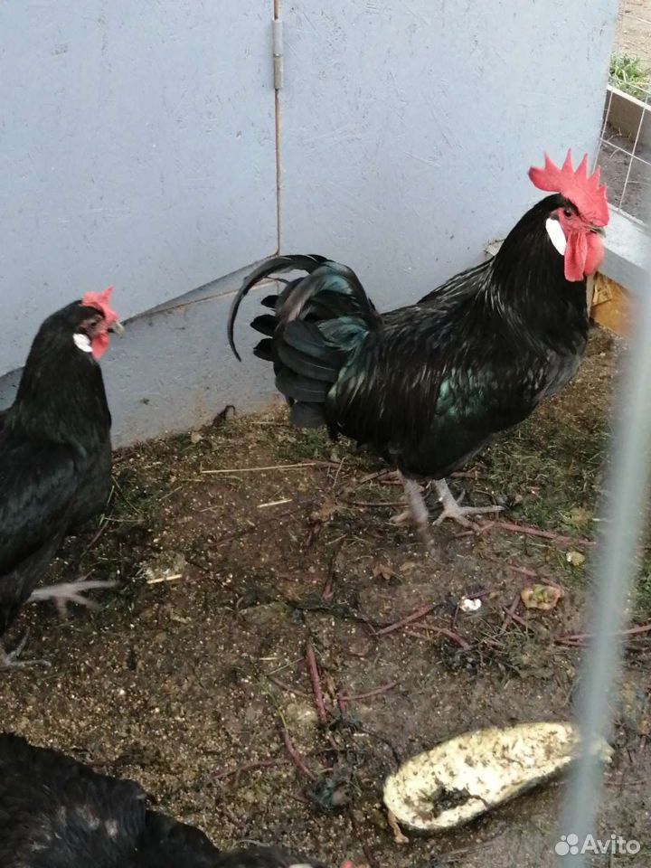 Куры и петух Барбезье