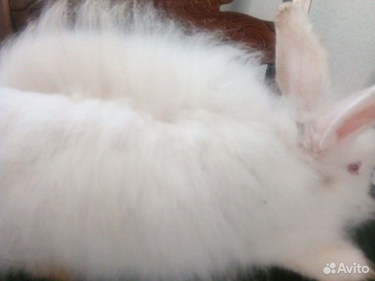 Пуховые кролики
