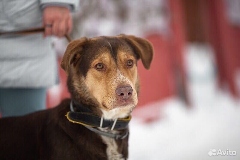 Очень красивая собака Шоколадка