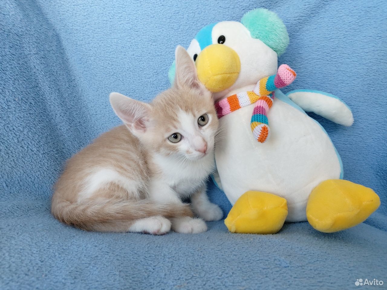 Чудеснейший малыш Альфик в добрые руки