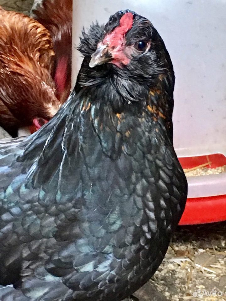 Арауканы семья