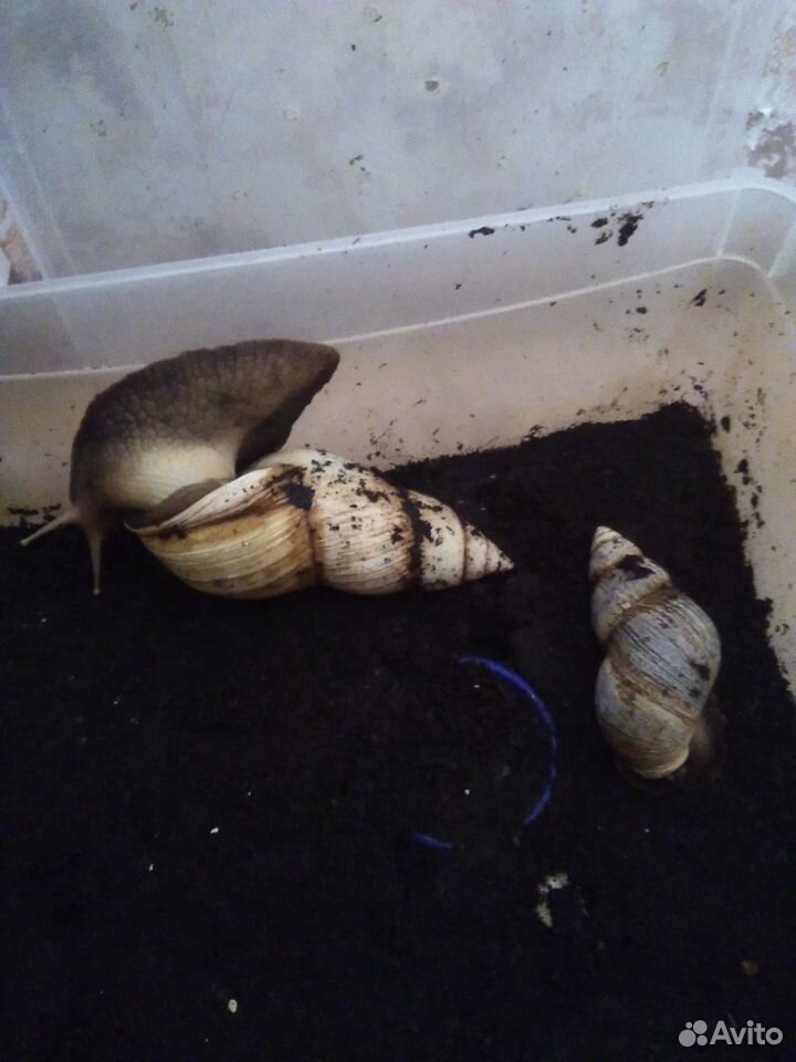 Улитки Ахатины