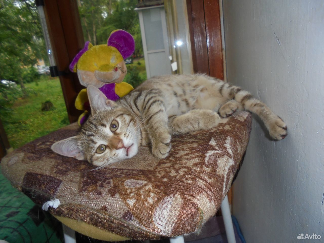 Котёнок в добрые руки