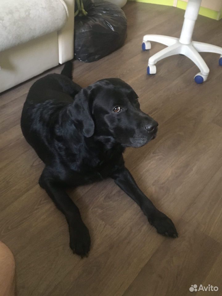 Лабрадор 6 лет, нужна девочка