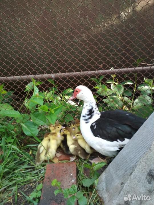 Утята шептуны