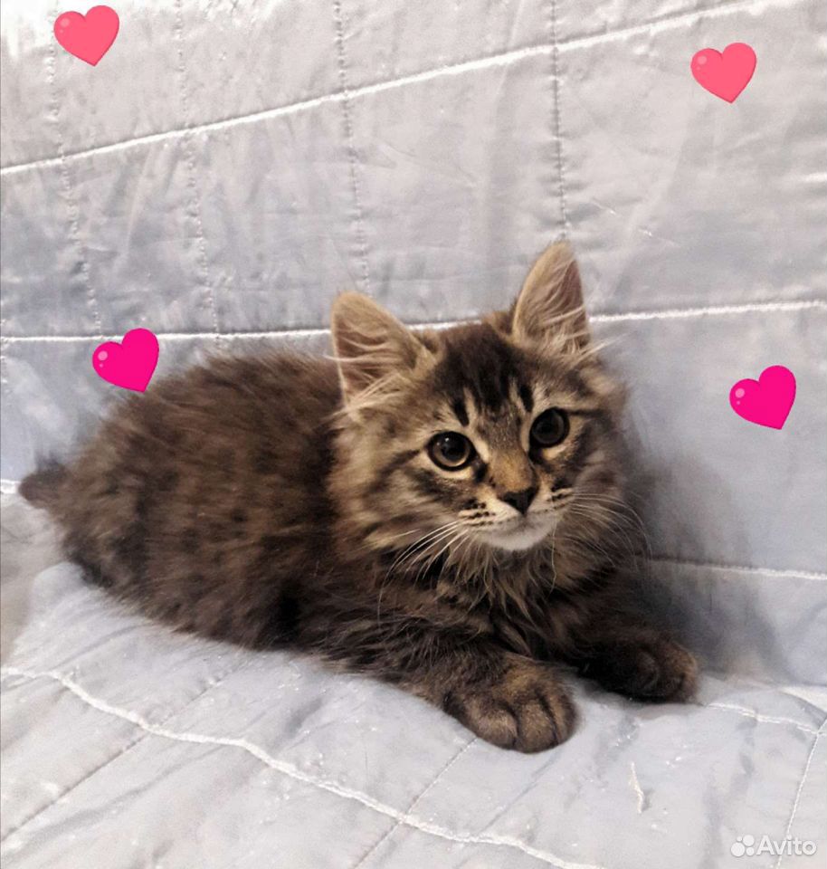 Грей 3 месяца ищет дом