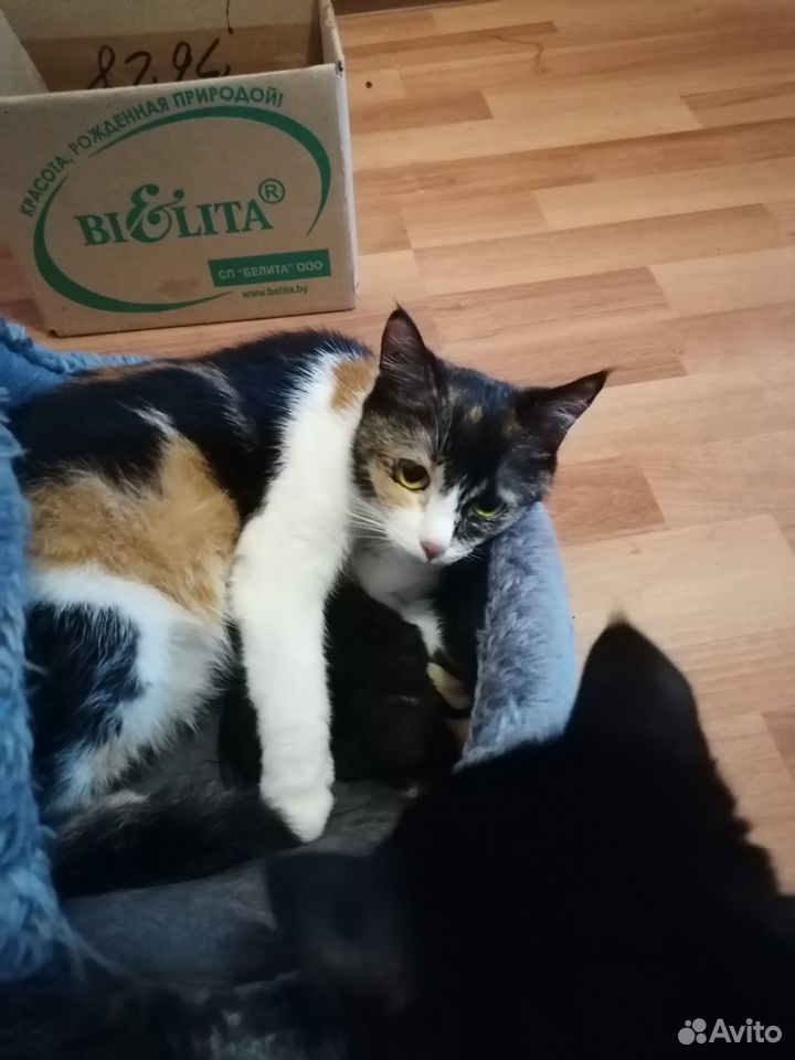 Котята в хорошие руки