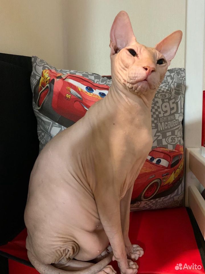 Сфинкс Мартик