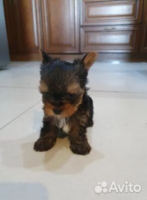 Щенки йоркширского терьера