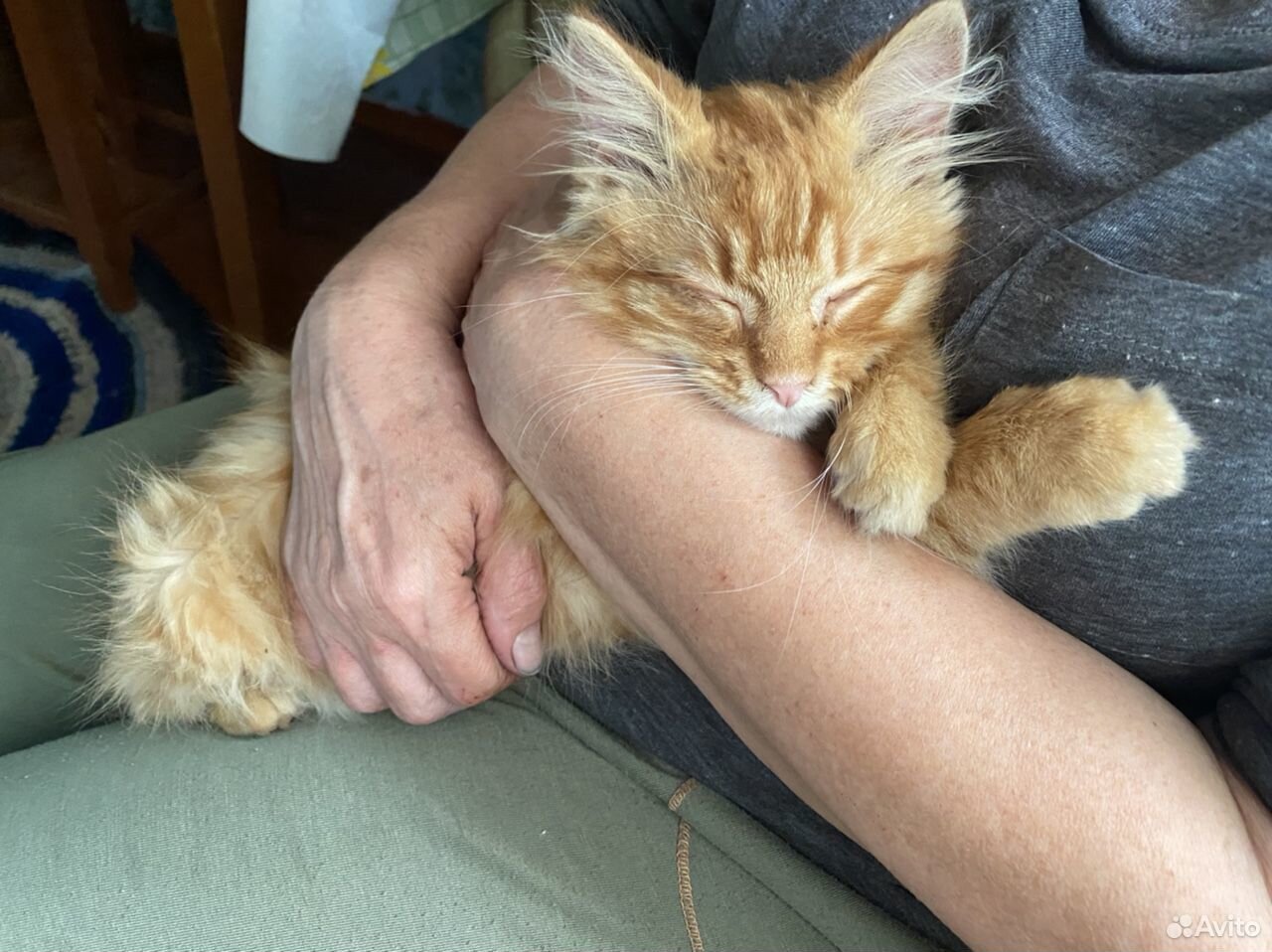 Котенок рыжий