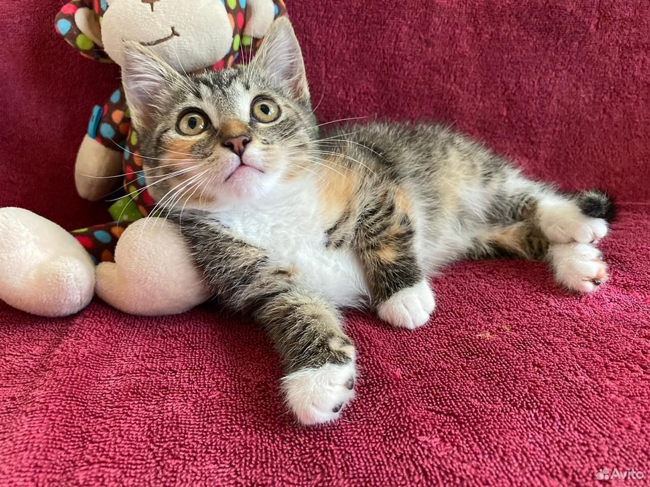 Трехцветочка на счастье В добрые руки