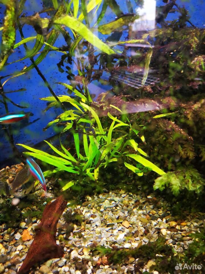 Аквариумные рыбки