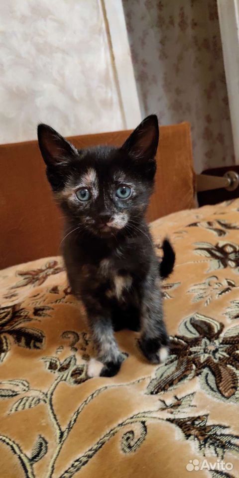 Котенок, пестрая кошечка