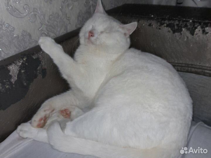 Отдадим котиков