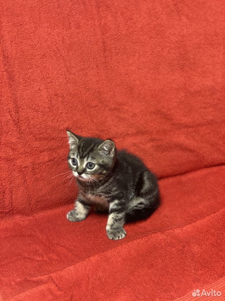 Шикарный шотландец. Чёрный мрамор на серебре