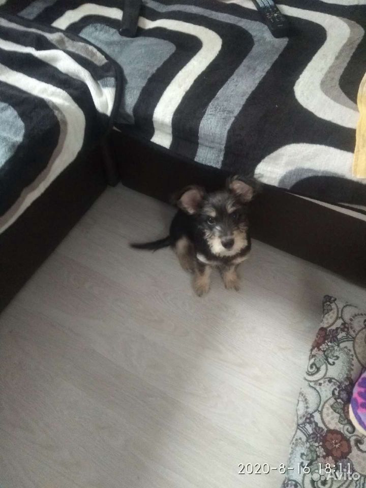 Щенок