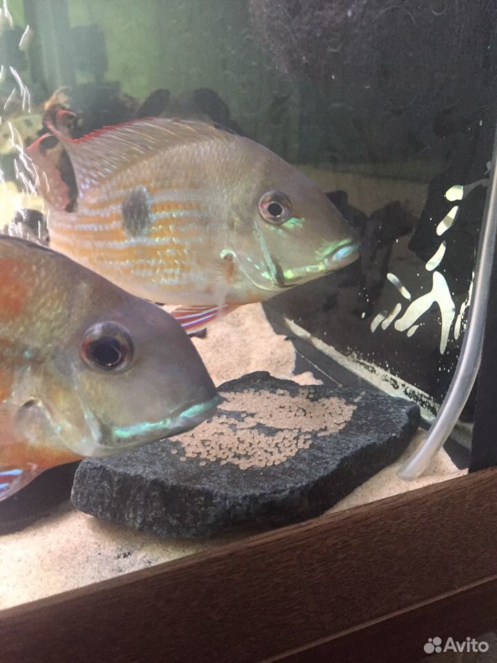 Рыба, рабочая пара