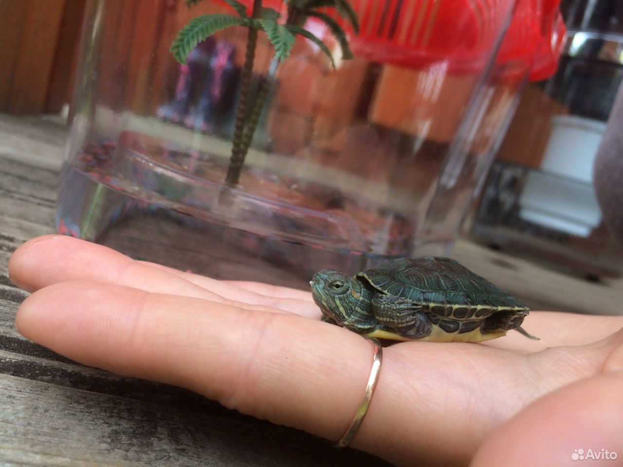 Черепашка мускусная