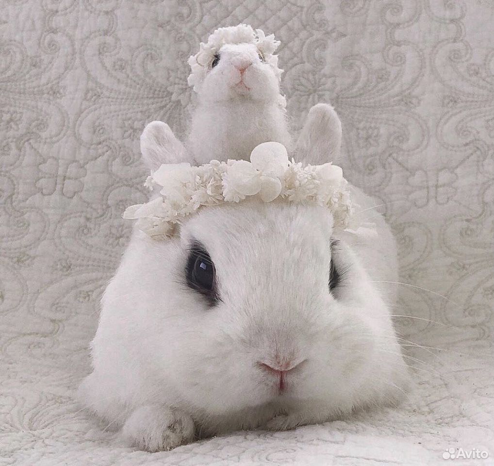 Элитный кролик