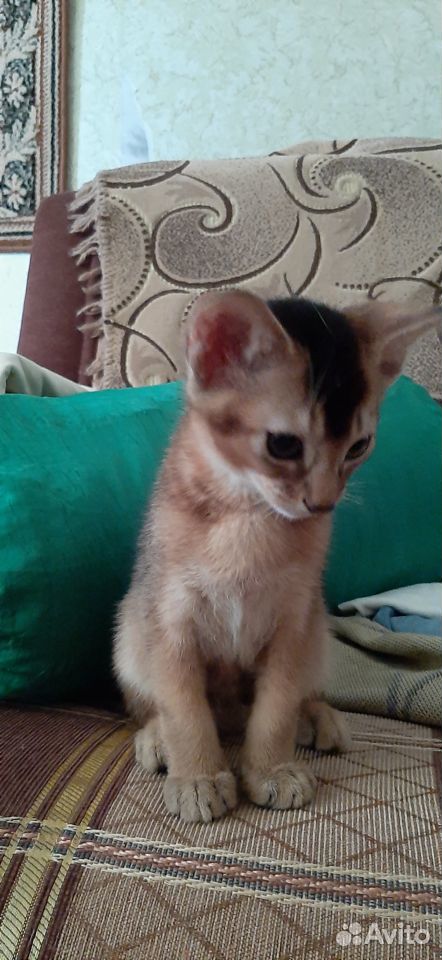 Абиссинские милые котята