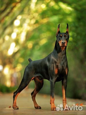 Хочу взять Добермана