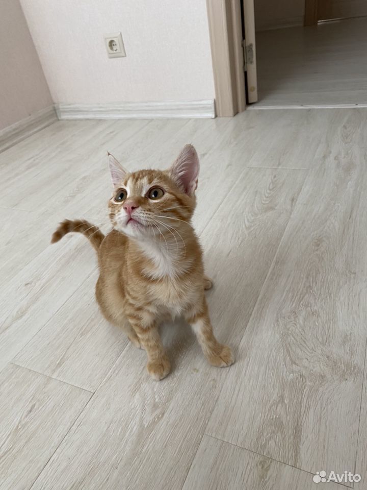 Котенок