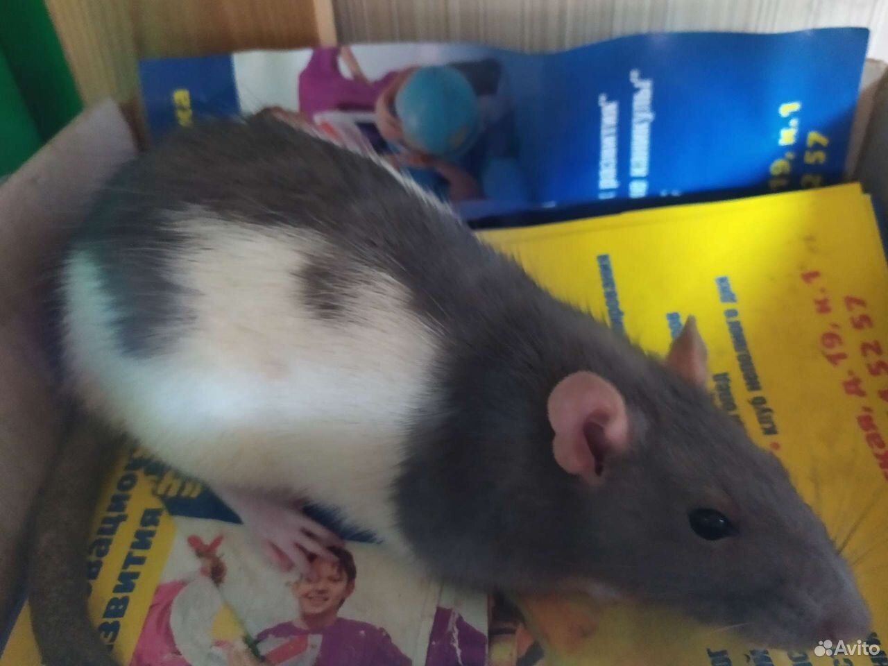 Крыса домашняя