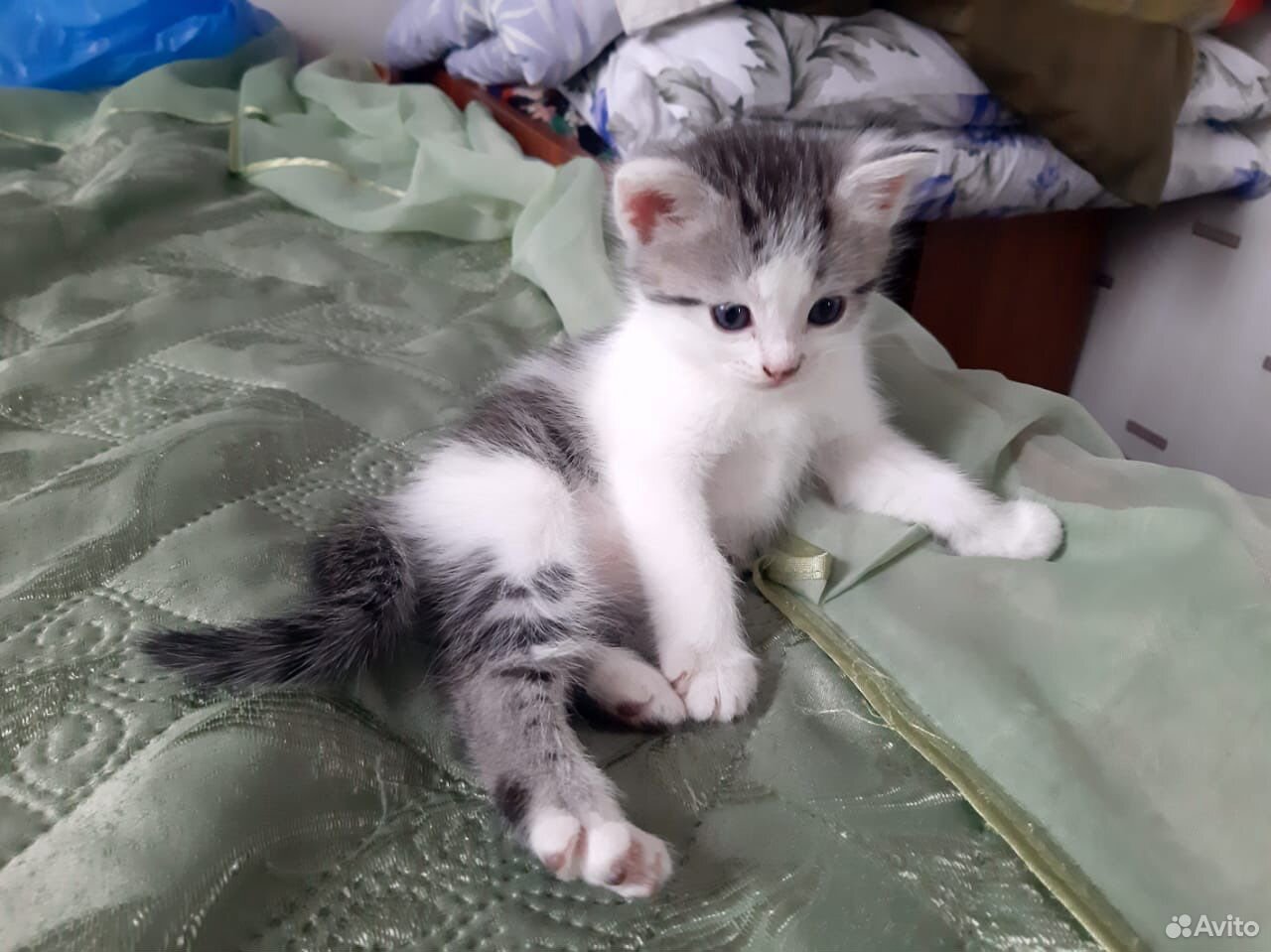 Котенок полубританец