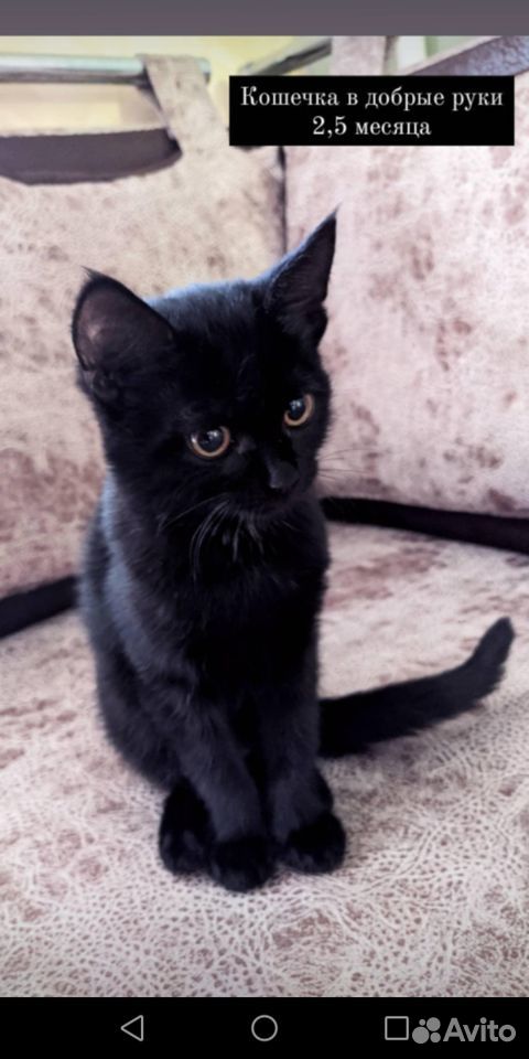 Кошка