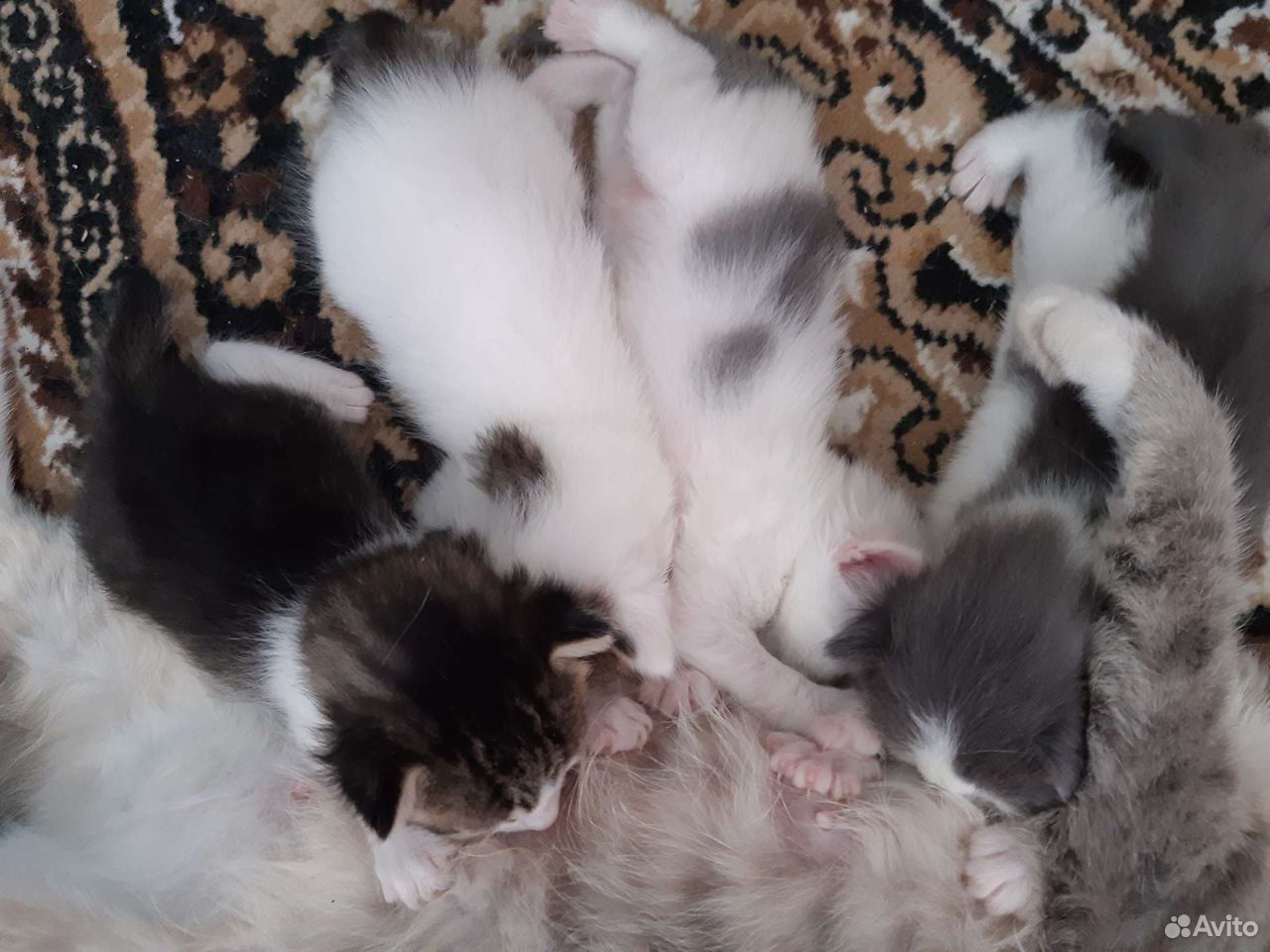 Котята
