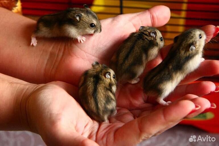 Джунгарские хомячки бесплатно