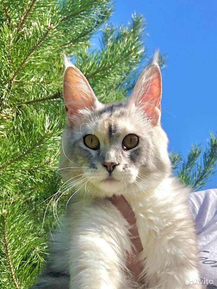 Очень высокое серебро