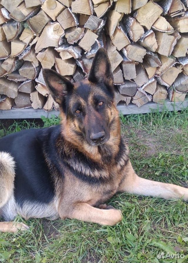 Щенки немецкой овчарки