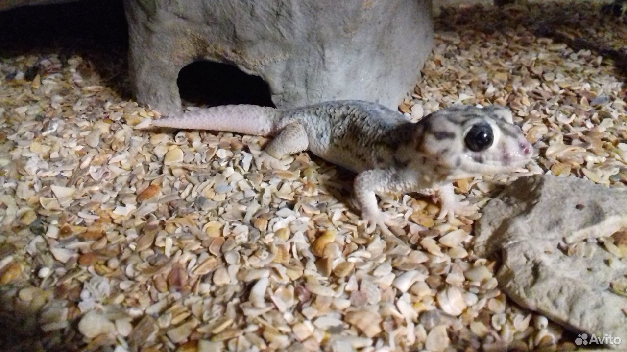 Сцинковый геккон