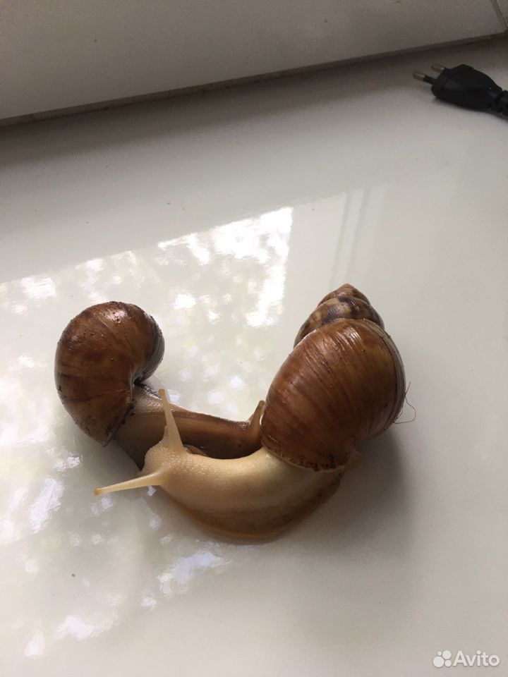 Улитки ахатинские