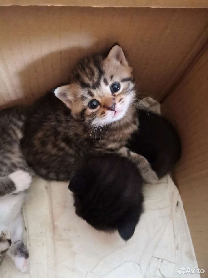 Британская