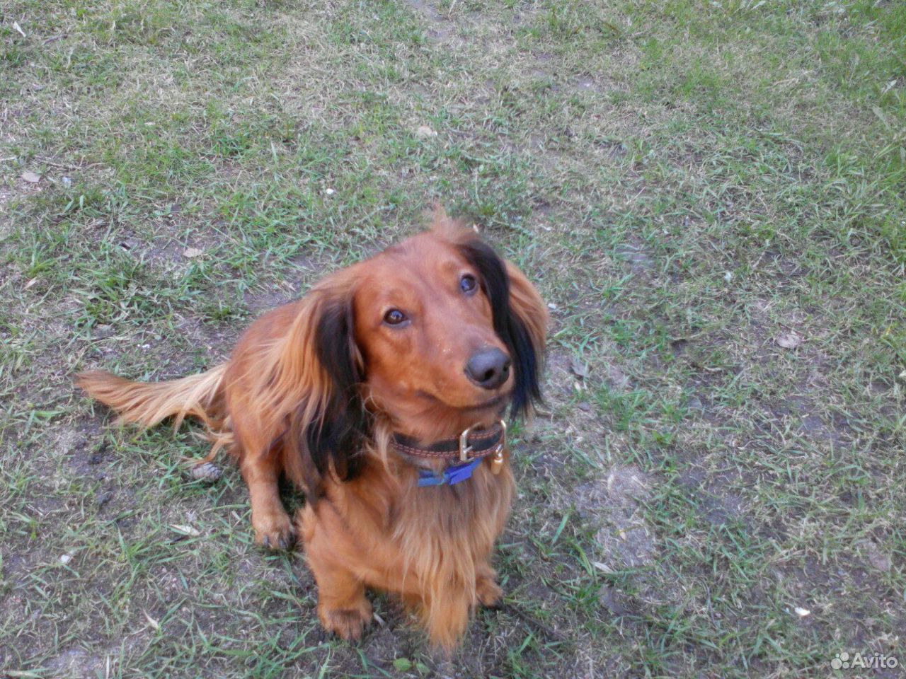 Такса длинношерстная стандартная