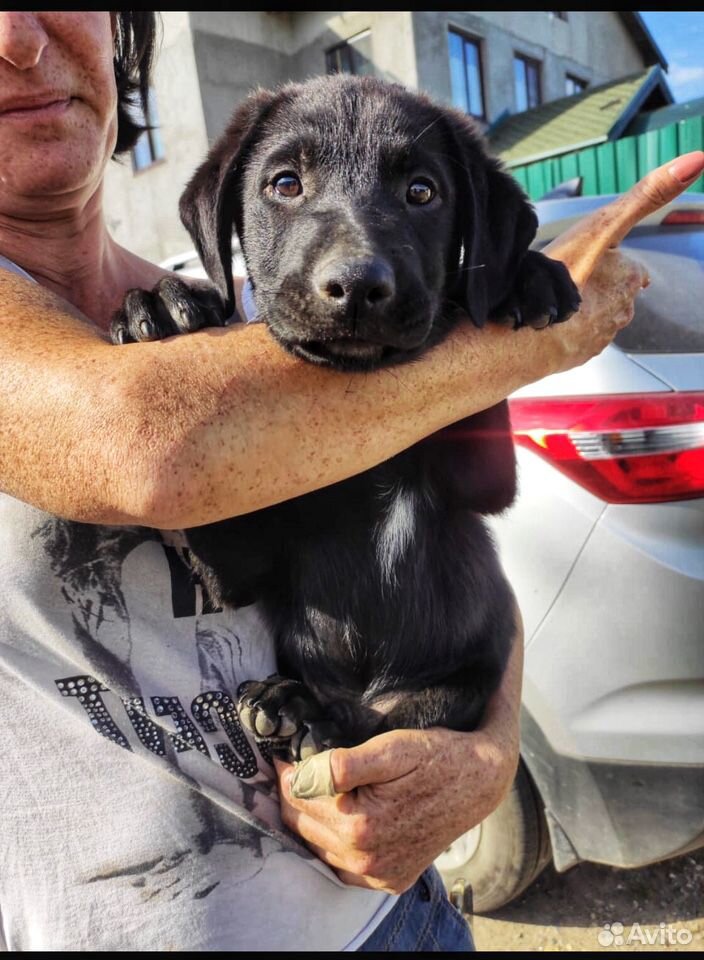 Джонни ищет дом