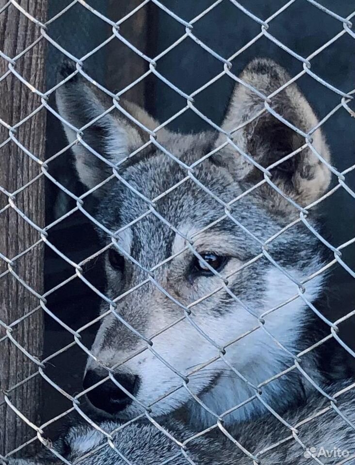 Вольфдог, волкособ, волчонок