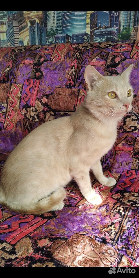 Найден котик породы"бурмилла"