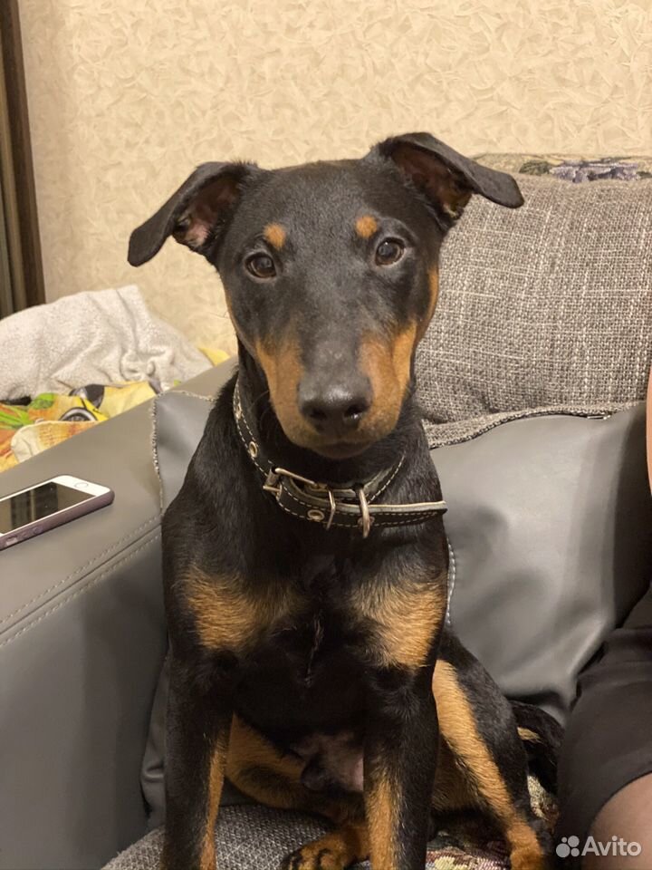 Вязка ягдтерьера (рабочий)